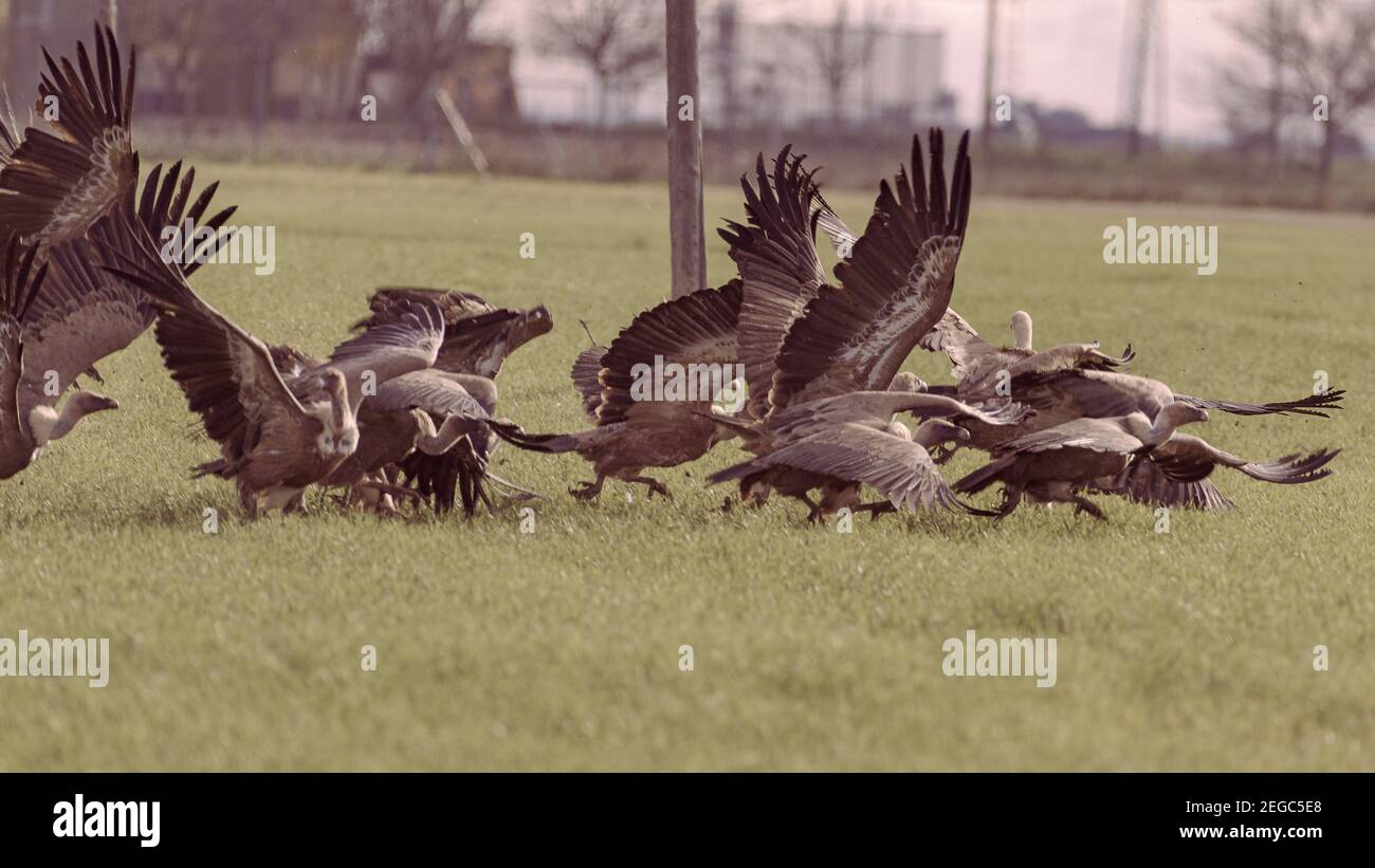Meat eating bird hi-res stock photography and images - Alamy
