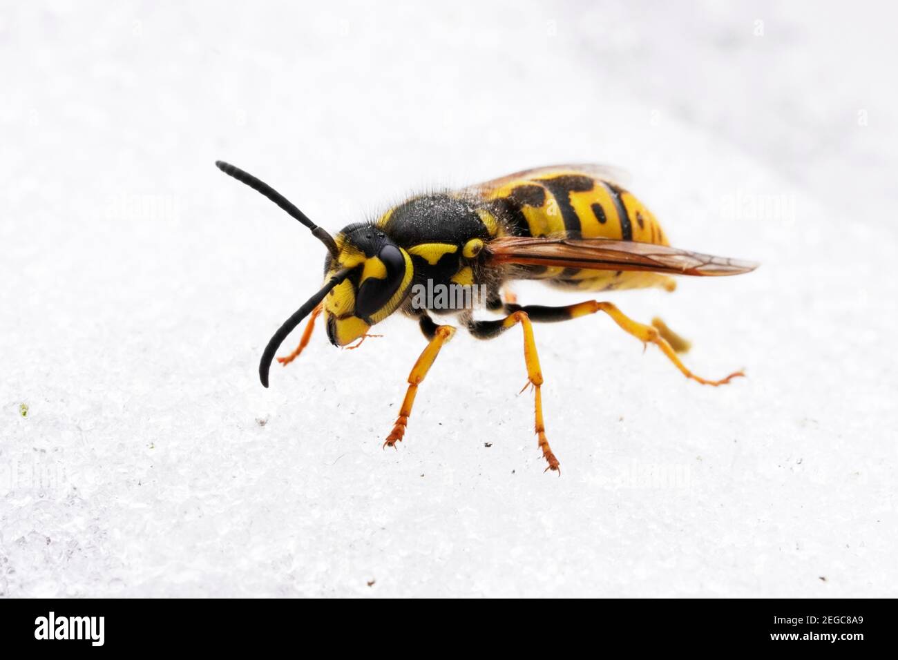 Insect snow hi-res stock photography and images - Alamy