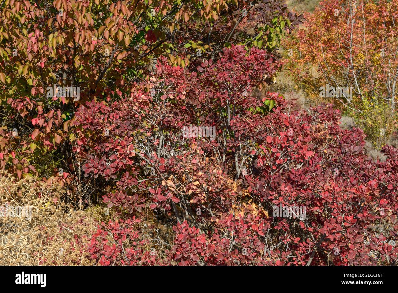 Close-up bright colorful plants in autumn mountains in bright sunlight ...