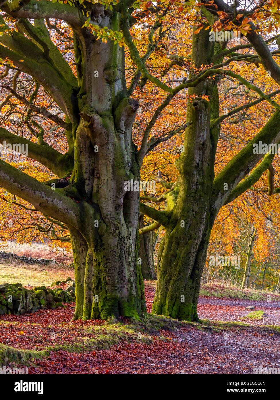Beech trees in spectacular late autumn colour at Black Rocks on the ...