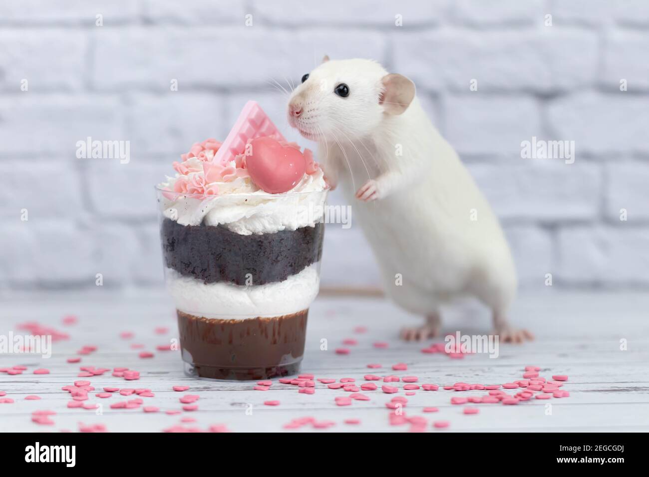 Birthday cake chocolate rat mouse hi-res stock photography and images ...