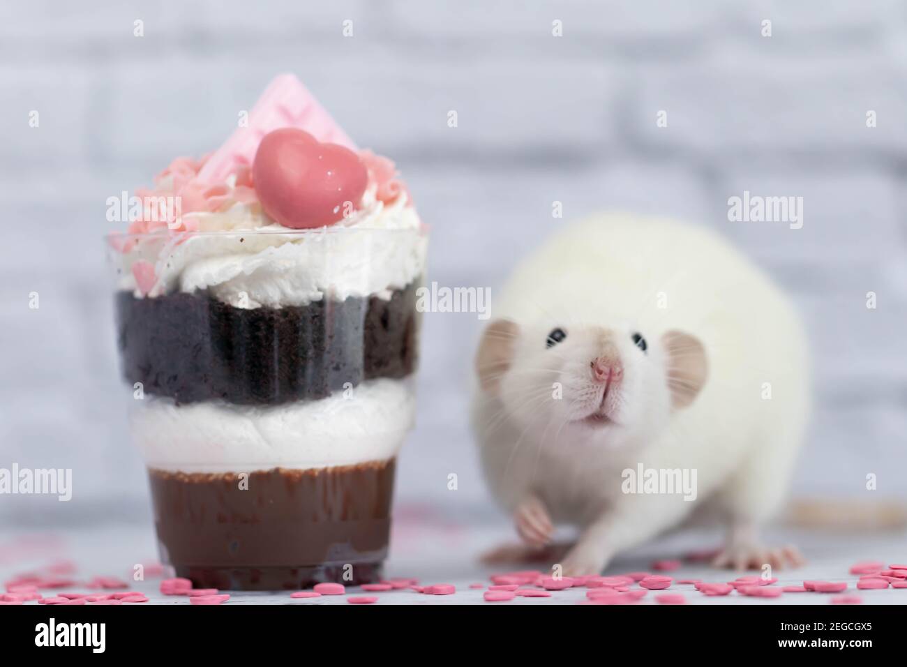 Birthday cake chocolate rat mouse hi-res stock photography and images ...