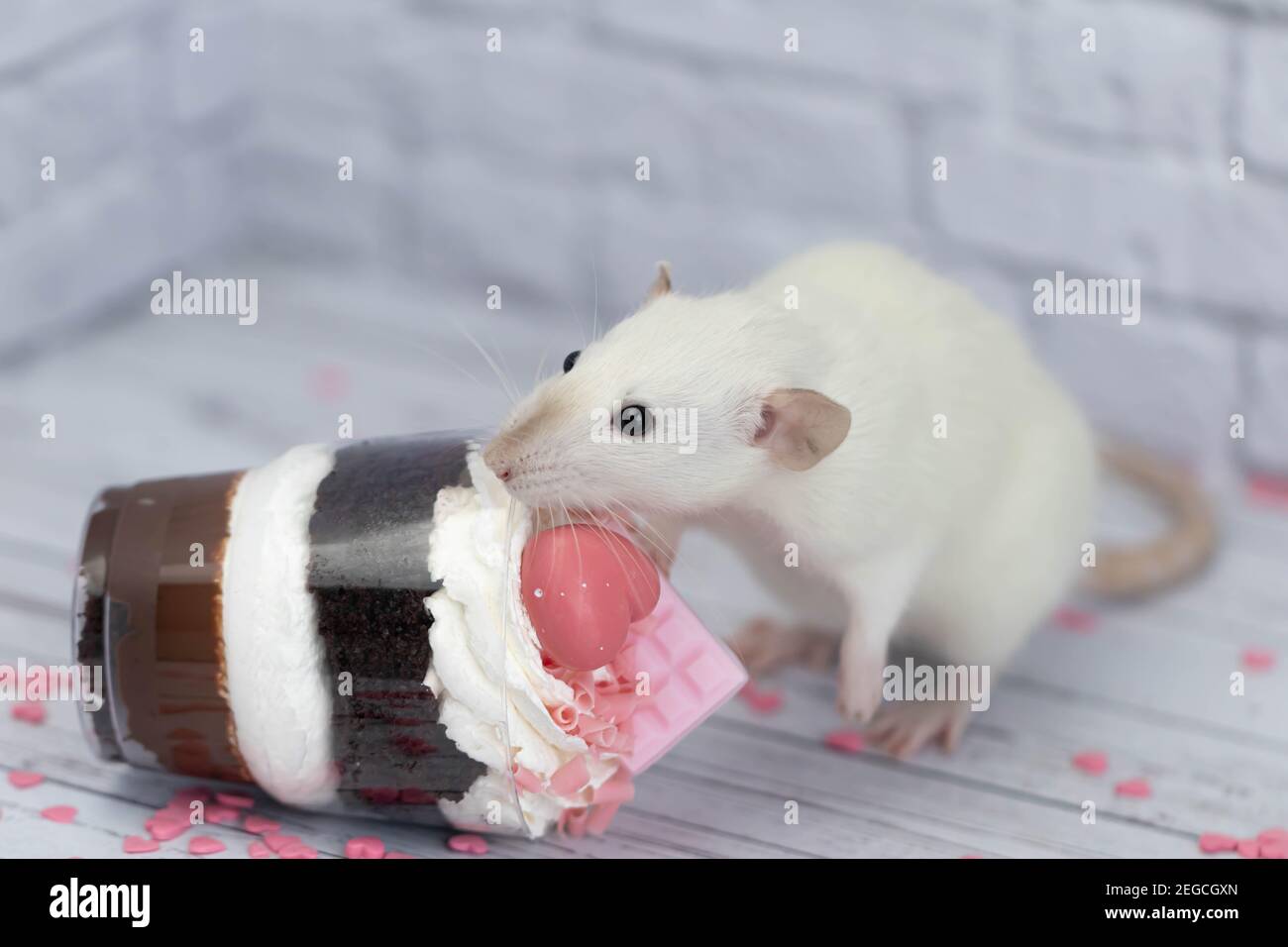 White cute decorative rat sits next to sweet dessert. A piece of ...