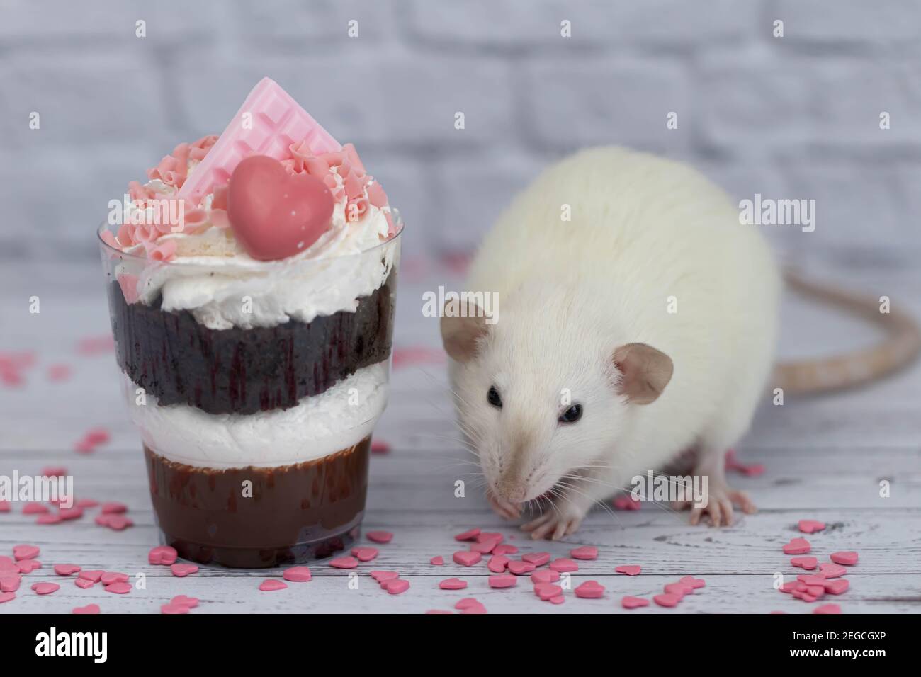 White cute decorative rat sits next to sweet dessert. A piece of ...