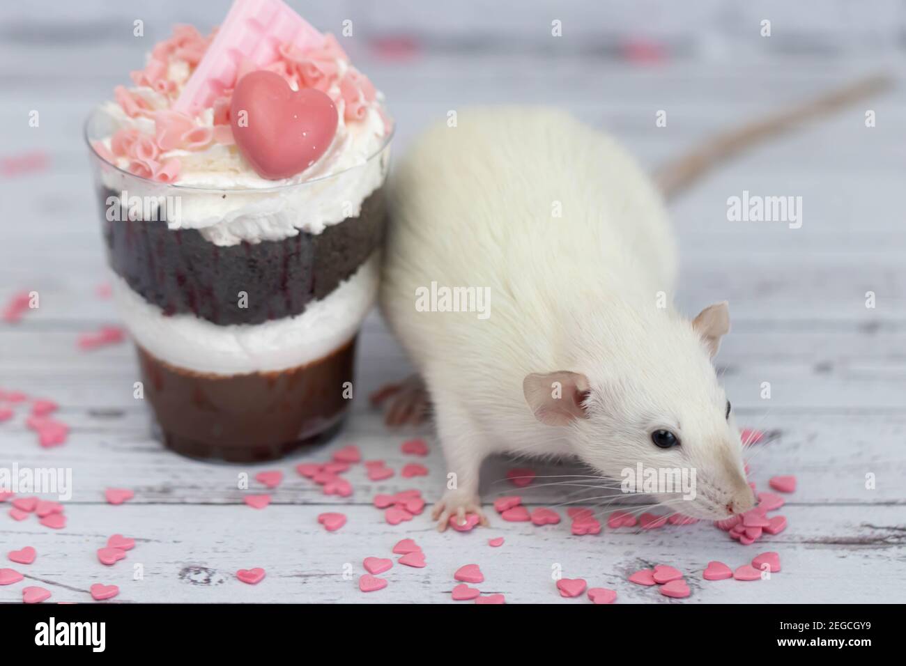 White cute decorative rat sits next to sweet dessert. A piece of ...