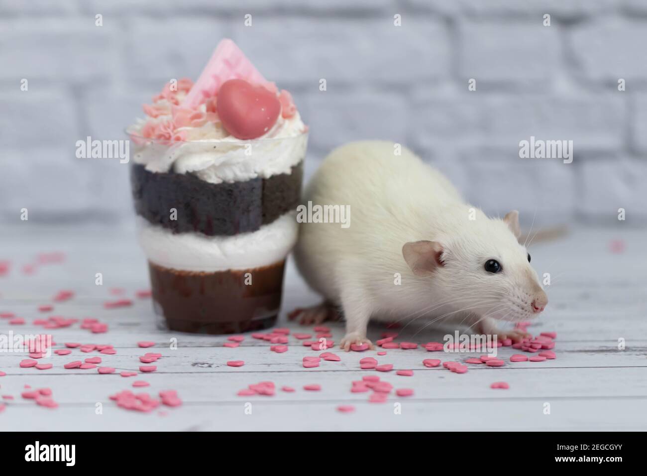 White cute decorative rat sits next to sweet dessert. A piece of ...