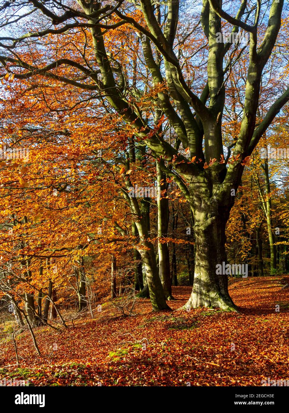 Beech trees in spectacular late autumn colour at Black Rocks on the ...