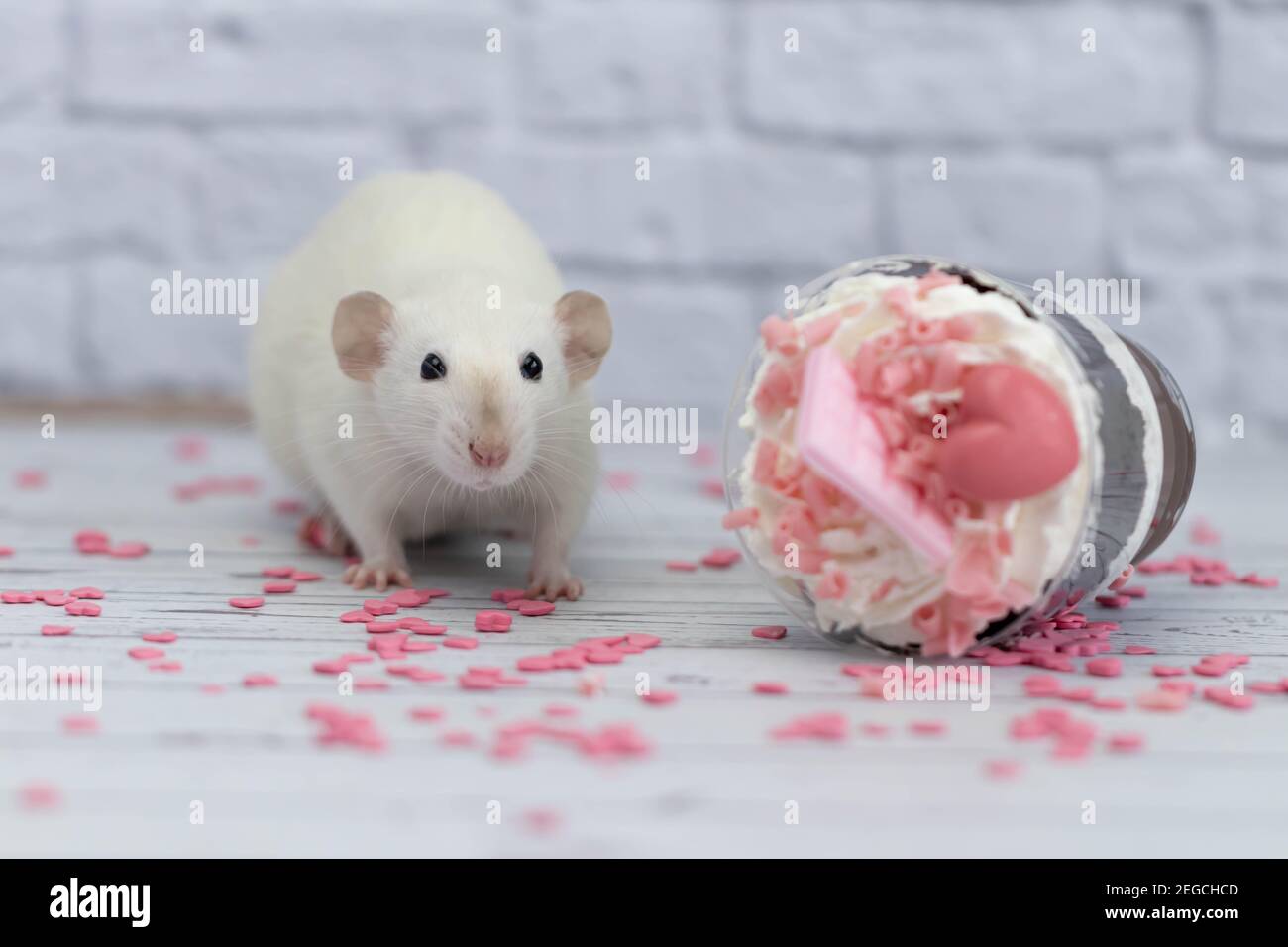 White cute decorative rat sits next to sweet dessert. A piece of ...