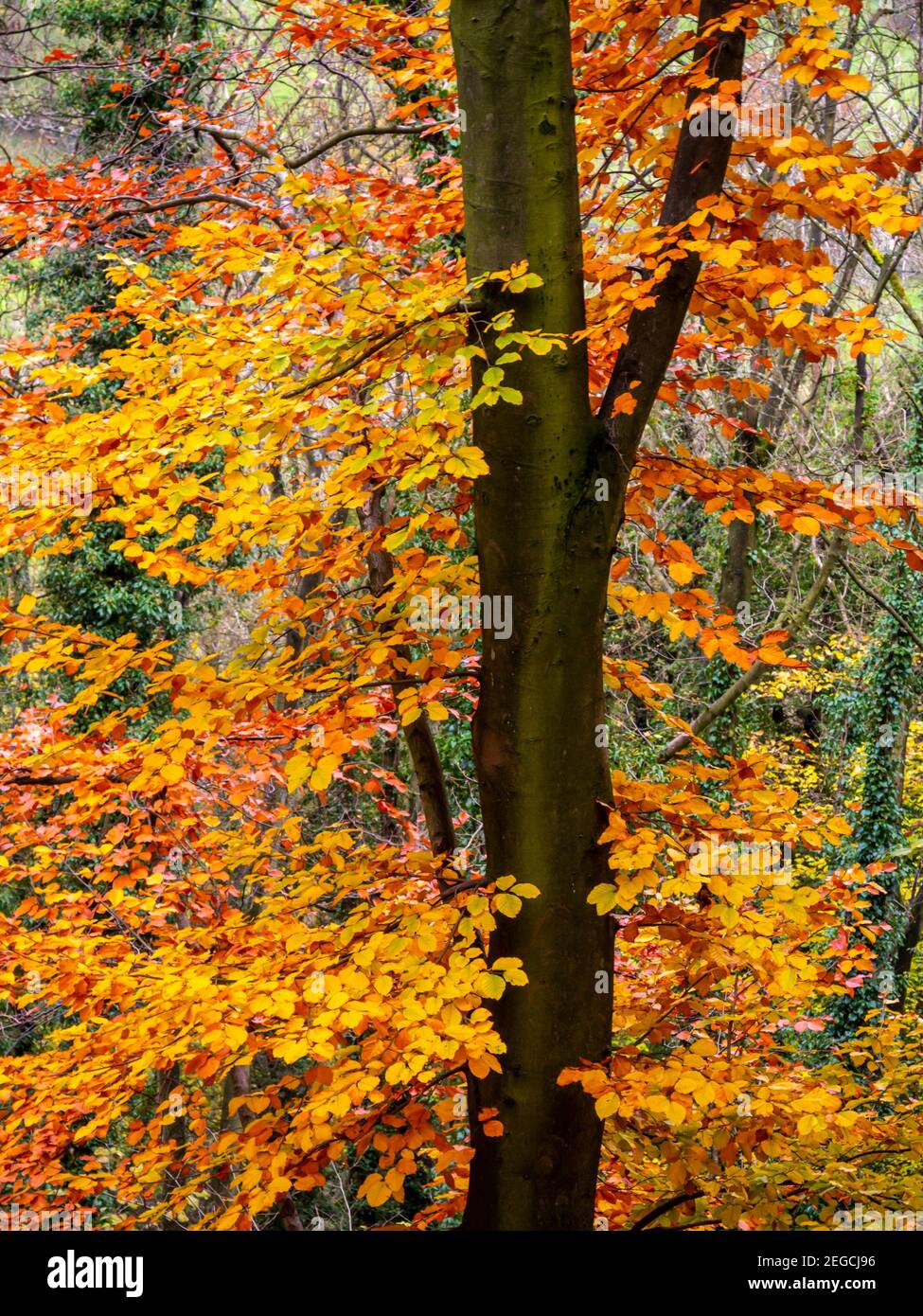 Golden autumn colour in woodland at High Tor an area of trees at ...