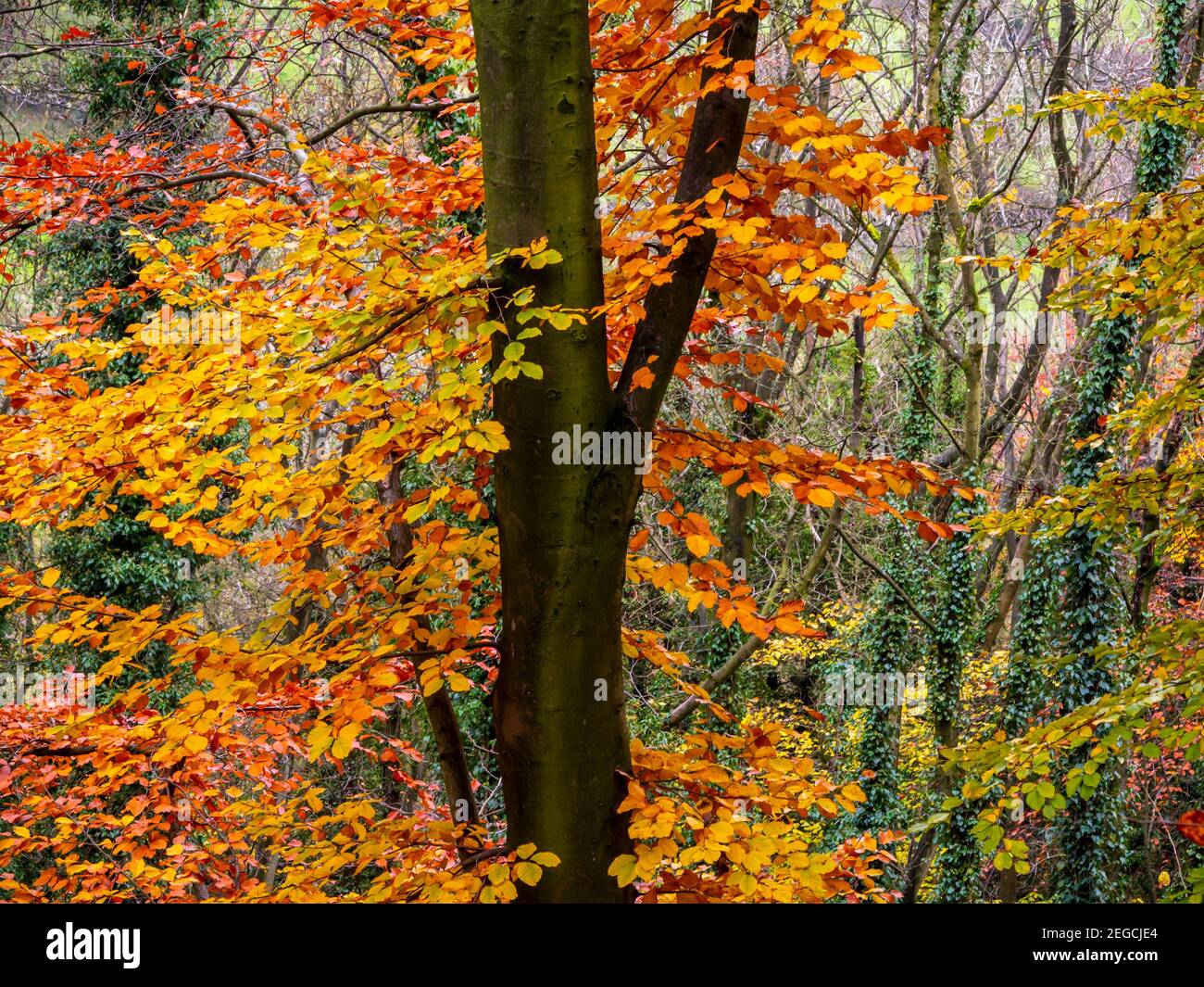 Golden autumn colour in woodland at High Tor an area of trees at ...