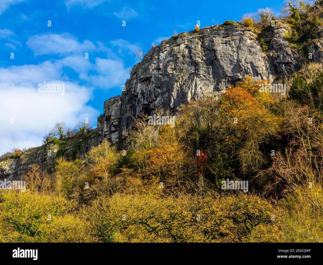 Golden autumn colour in woodland at High Tor an area of limestone ...