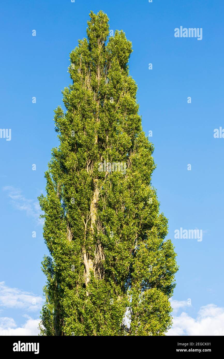 Beautiful bottom up view on tops of tree on blue sky background ...