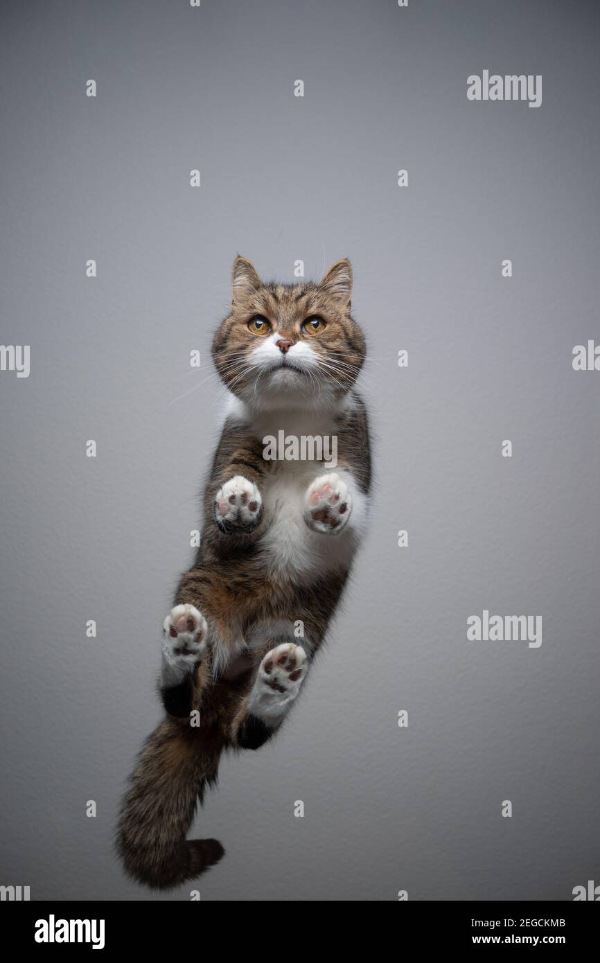 bottom view of tabby white british shorthair cat standing on ...