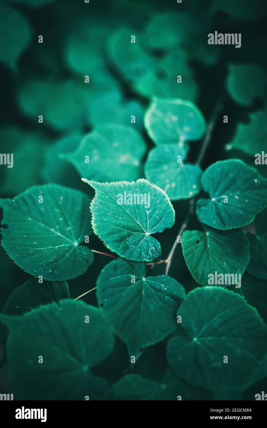Creative green leaf foliage layout made out of little leaves. Forest ...