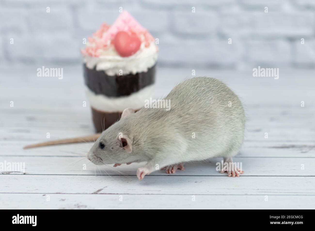 Grey cute decorative rat sits next to sweet dessert. A piece of ...