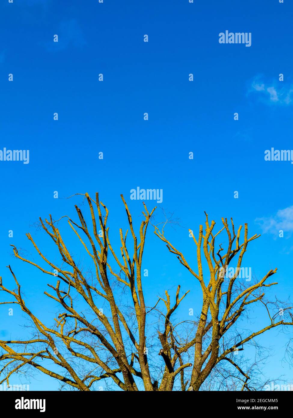 Bare branches of the top part of a pollarded tree with blue sky in ...