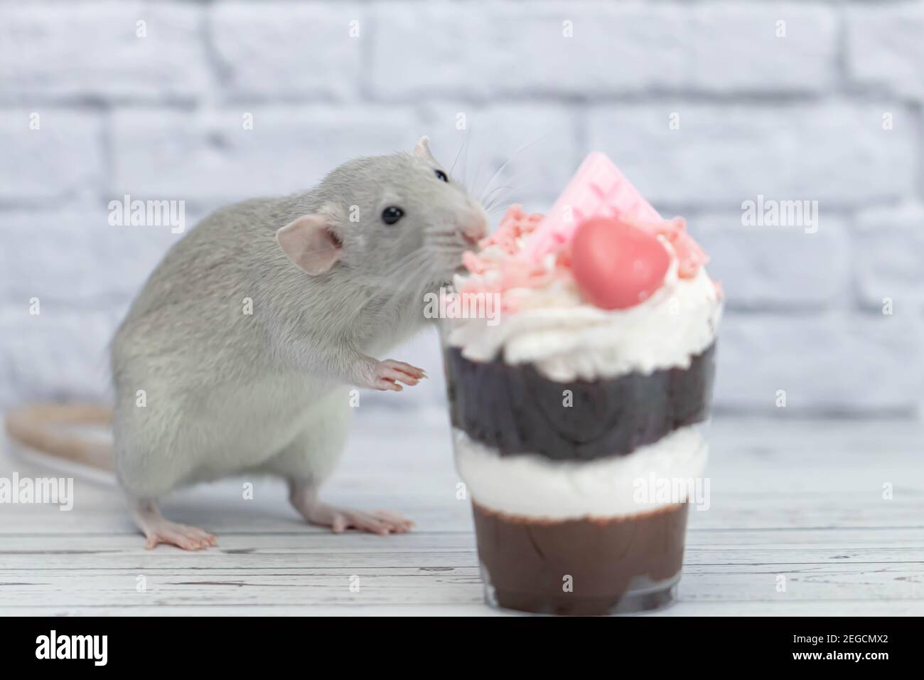 Scat party hi-res stock photography and images - Alamy