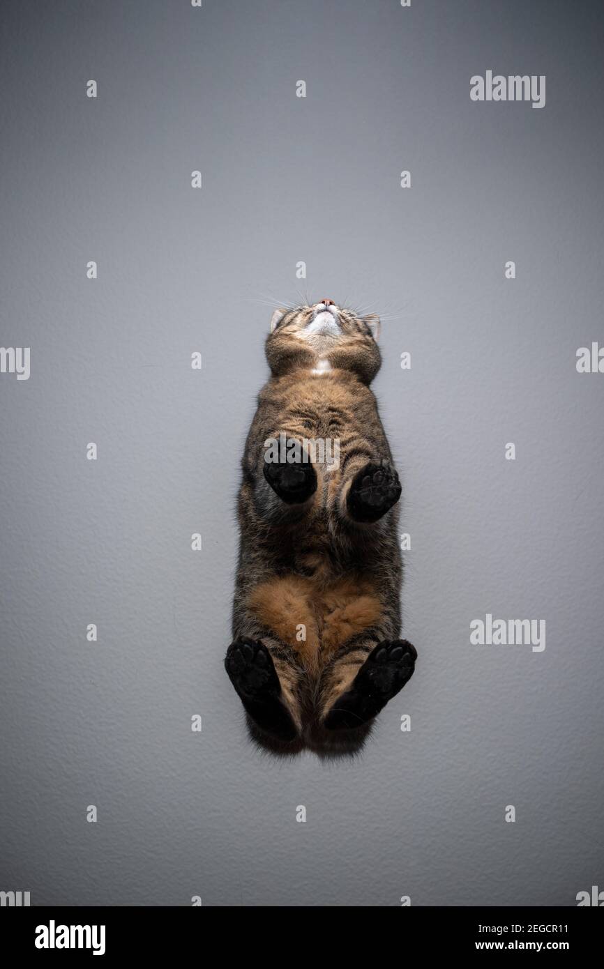 bottom view of tabby cat standing on transparent glass table looking up ...