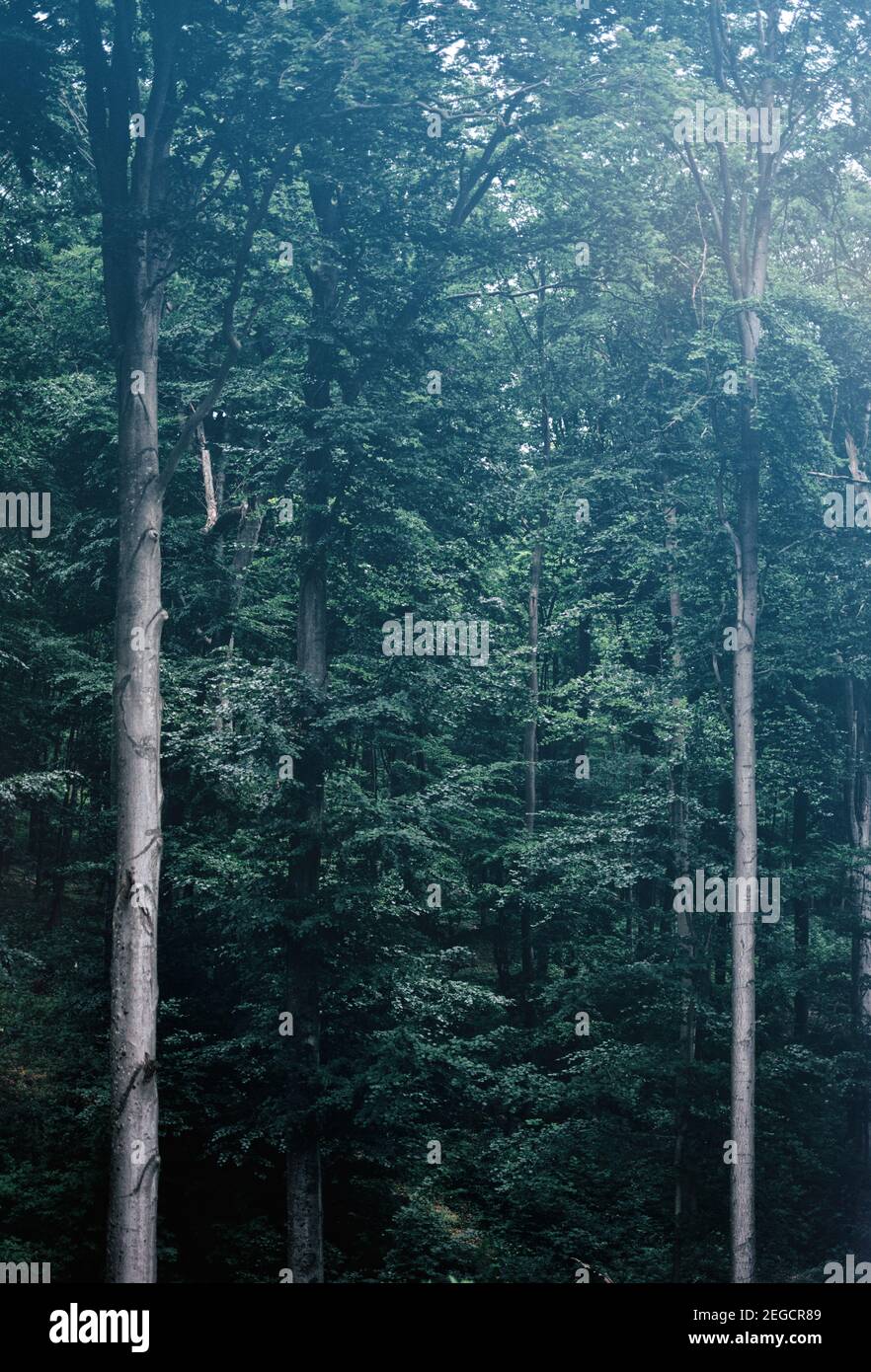 Tall green trees in a foggy gloomy forest. Nature and environment ...