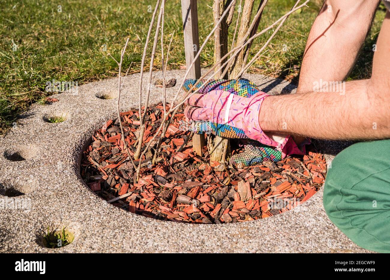 New tree is planted in spring Stock Photo - Alamy