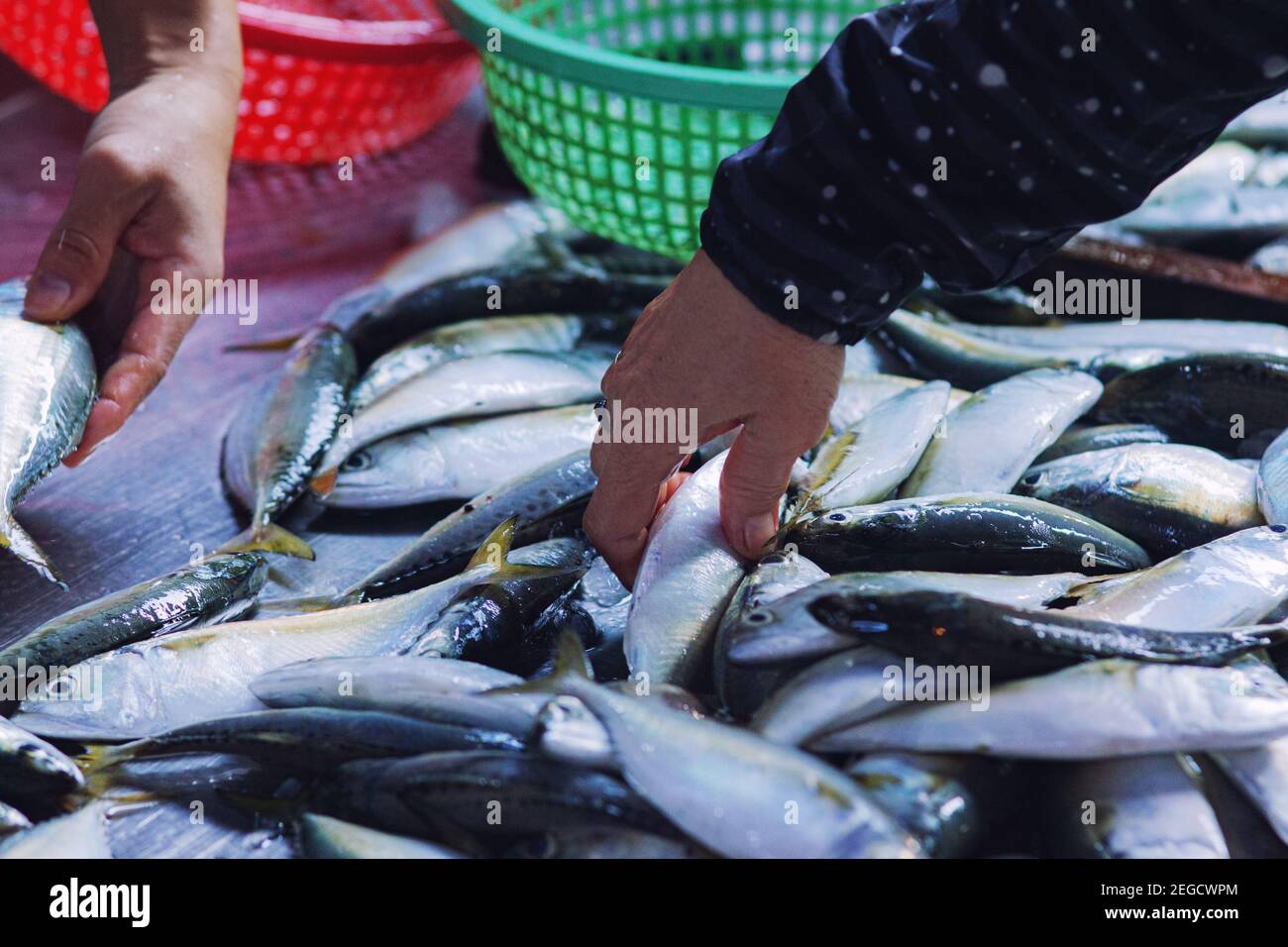 Choosing the right fish Stock Photo - Alamy