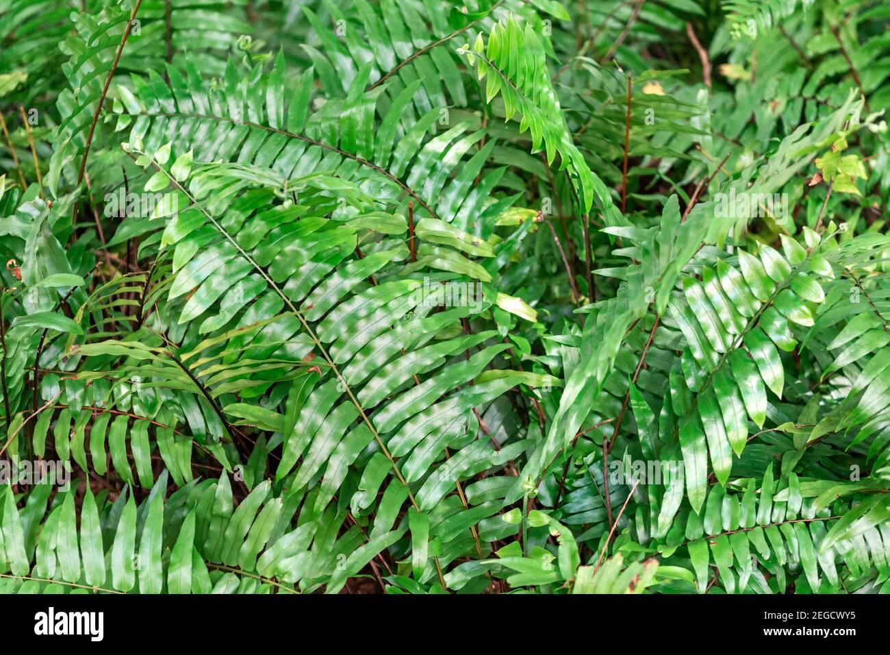 Real backgrounds hi-res stock photography and images - Alamy