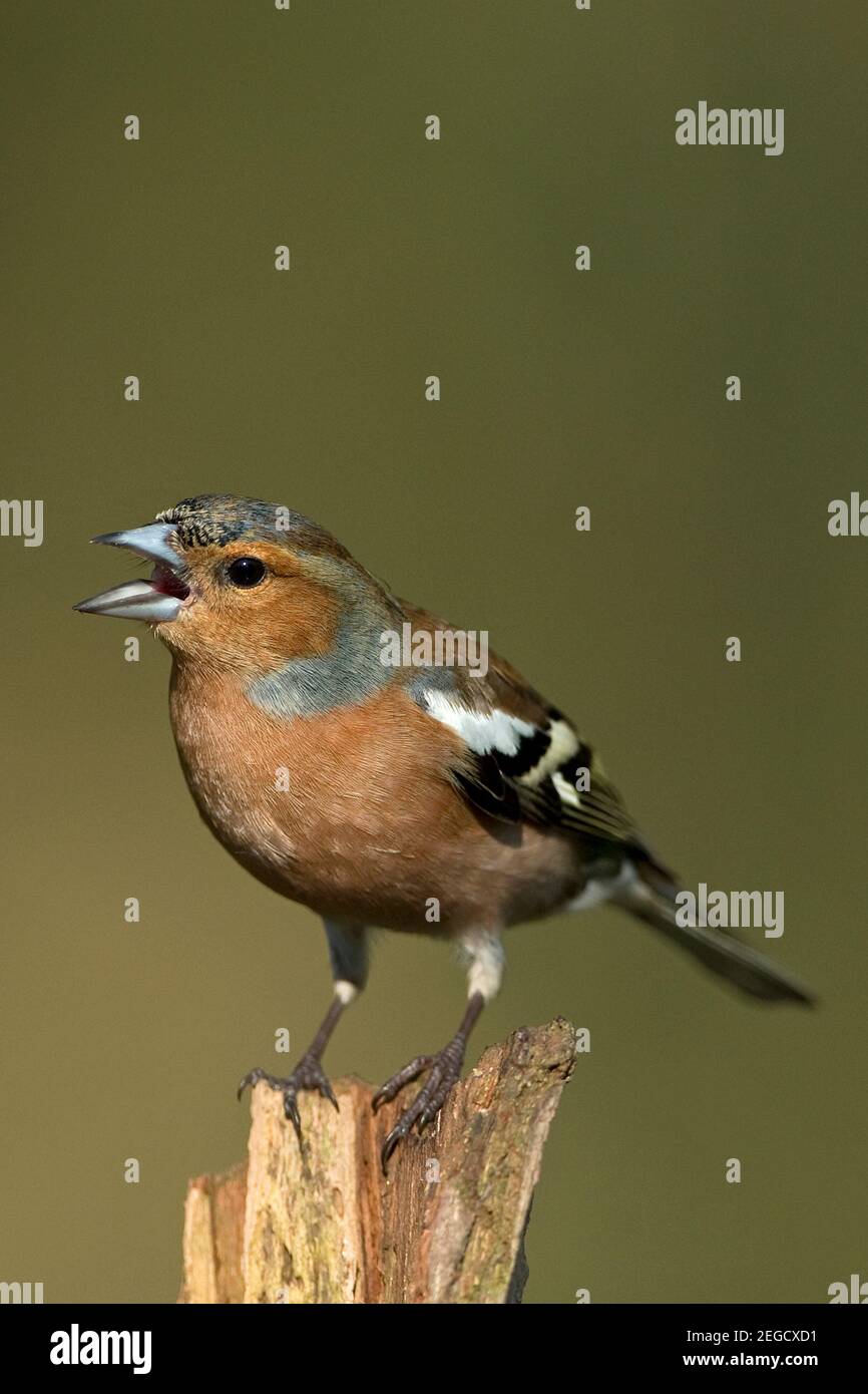 Chaffinch uk calling hi-res stock photography and images - Alamy