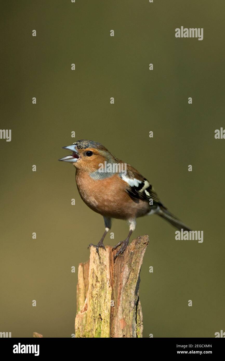 Chaffinch uk calling hi-res stock photography and images - Alamy