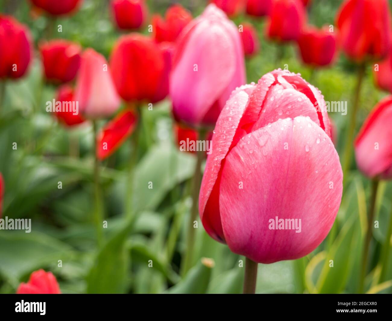Escape triumph tulip hi-res stock photography and images - Alamy