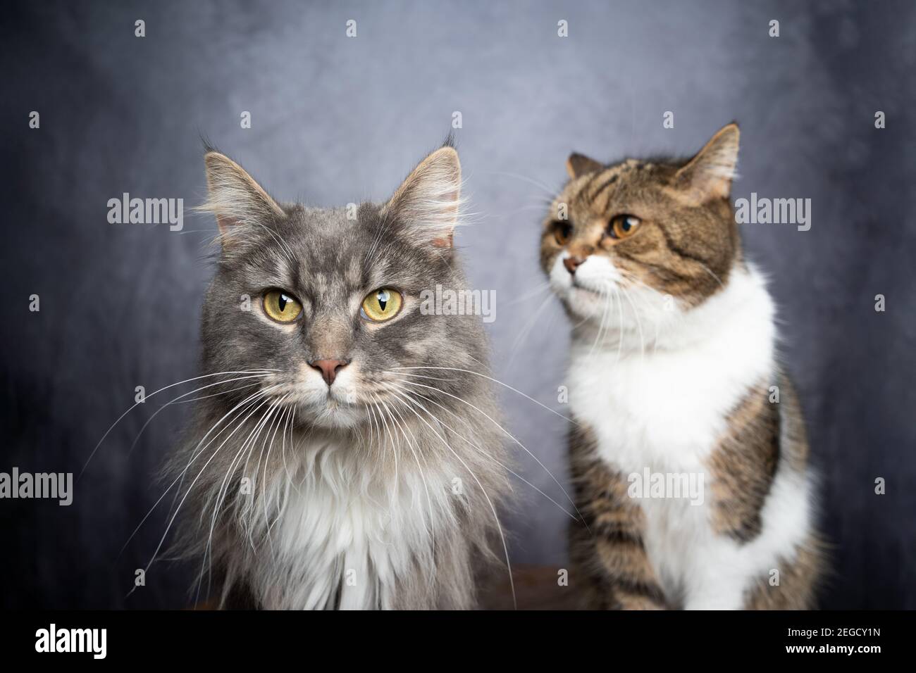 two different breed cats side by side with copy space Stock Photo - Alamy