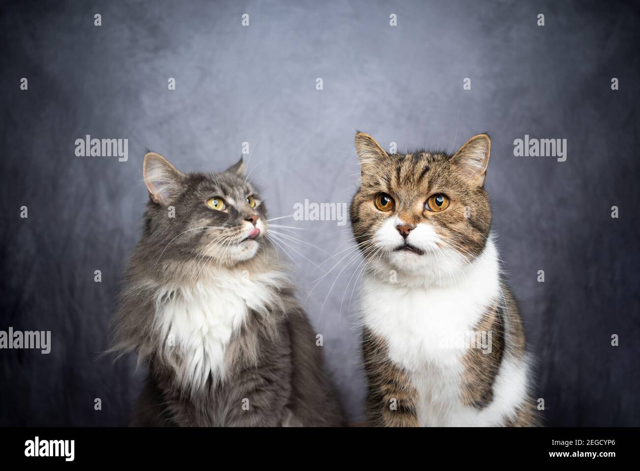 two different breed cats side by side with copy space Stock Photo - Alamy