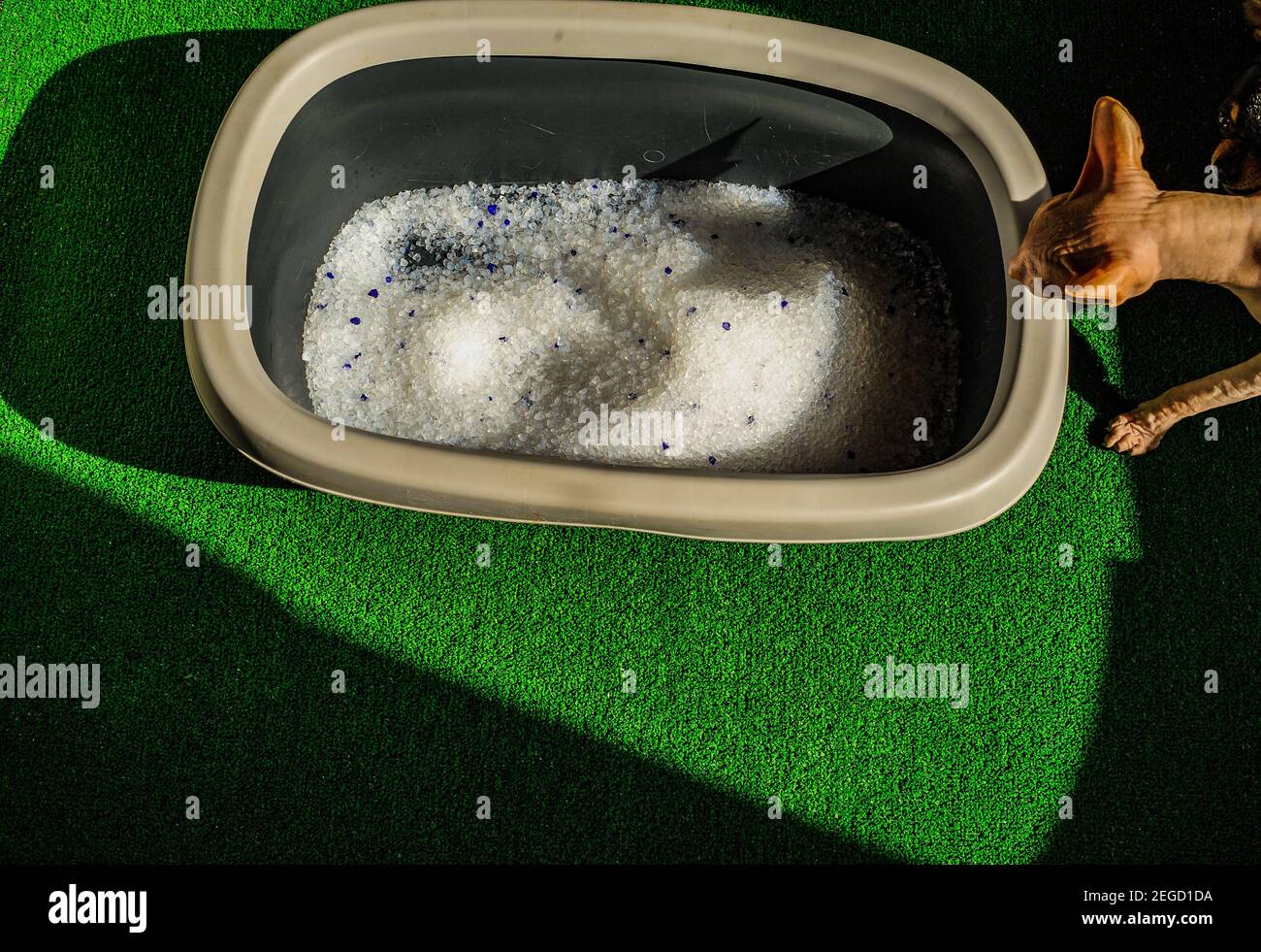 Grey litter box with sand on bathroom floor Stock Photo - Alamy