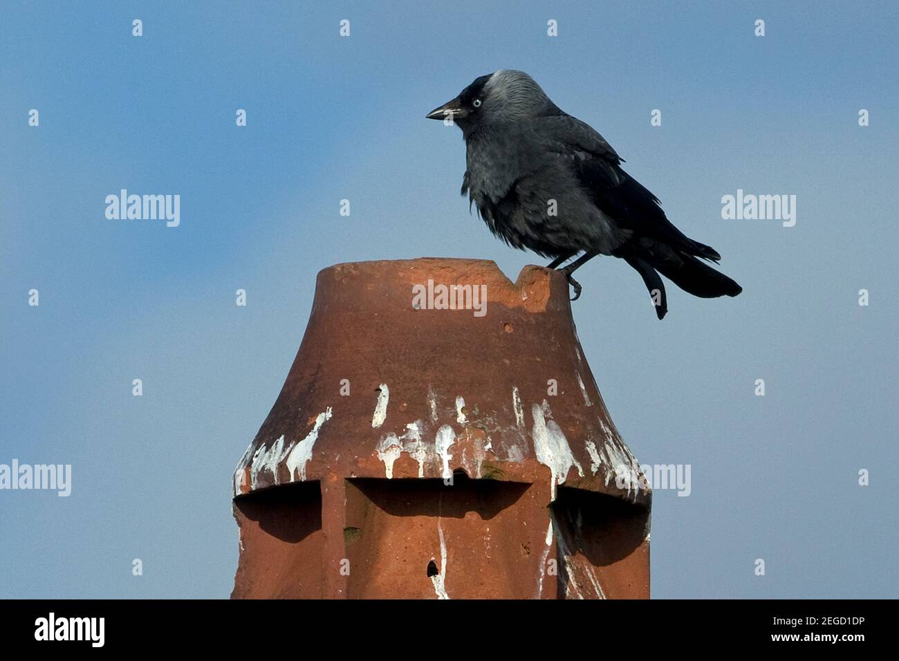Jackdaw uk chimney hi-res stock photography and images - Alamy