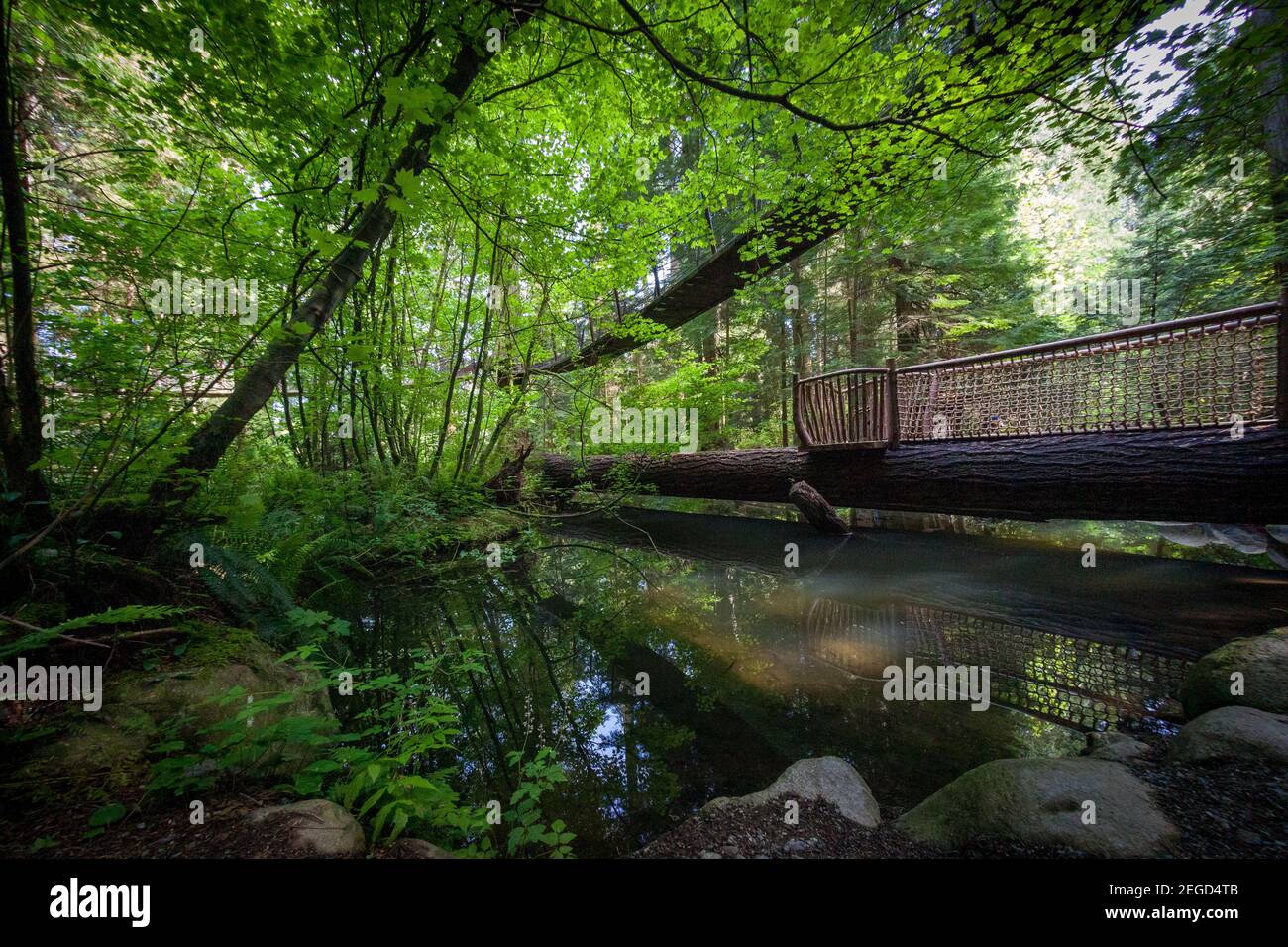 walking pedestrian suspension bridge through the trees, in a forested ...