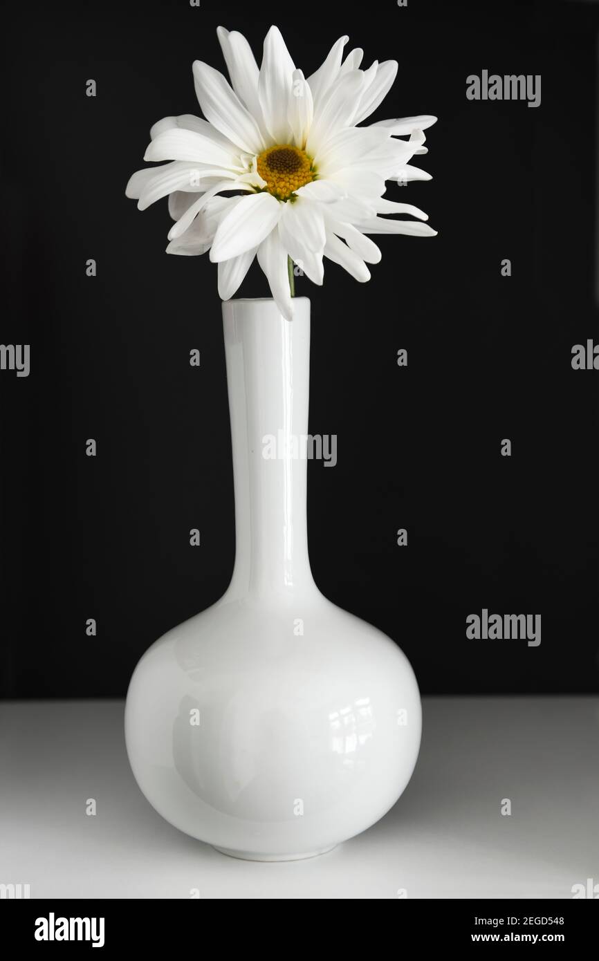 Simple white vase with white Chrysanthemum daisy flower against a black ...
