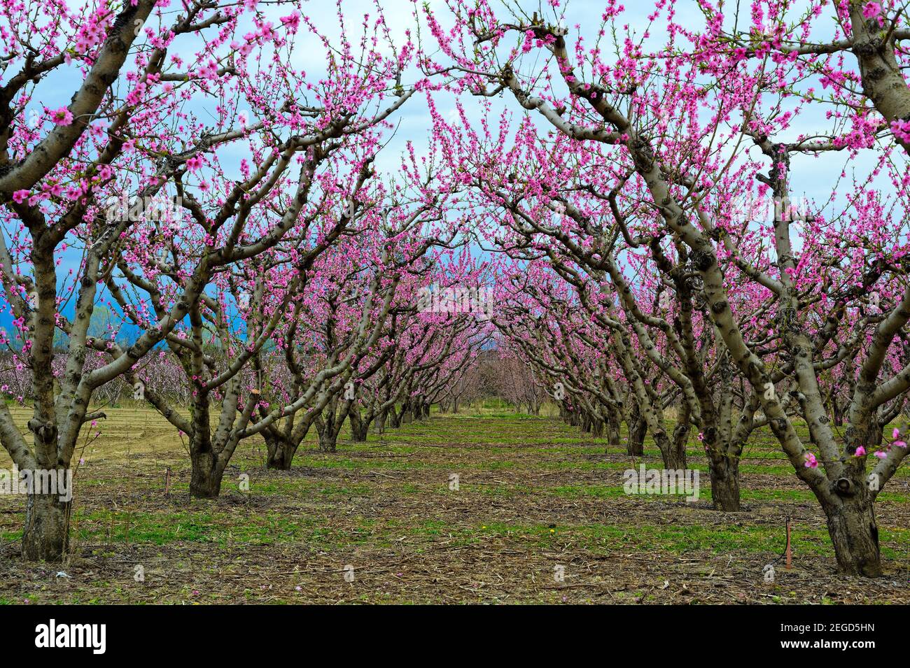 Flowering peaches in Spring in northern Greece Stock Photo - Alamy