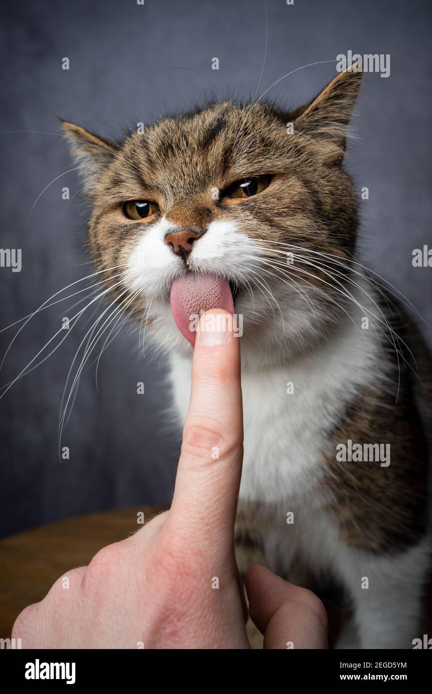 Pokey Cat Tongue