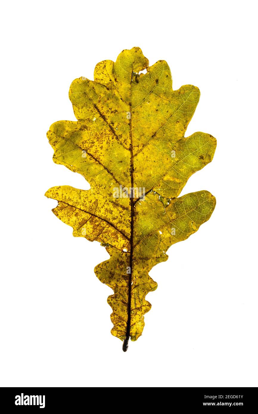 Fallen oak leaf beginning to decay on white background Stock Photo - Alamy