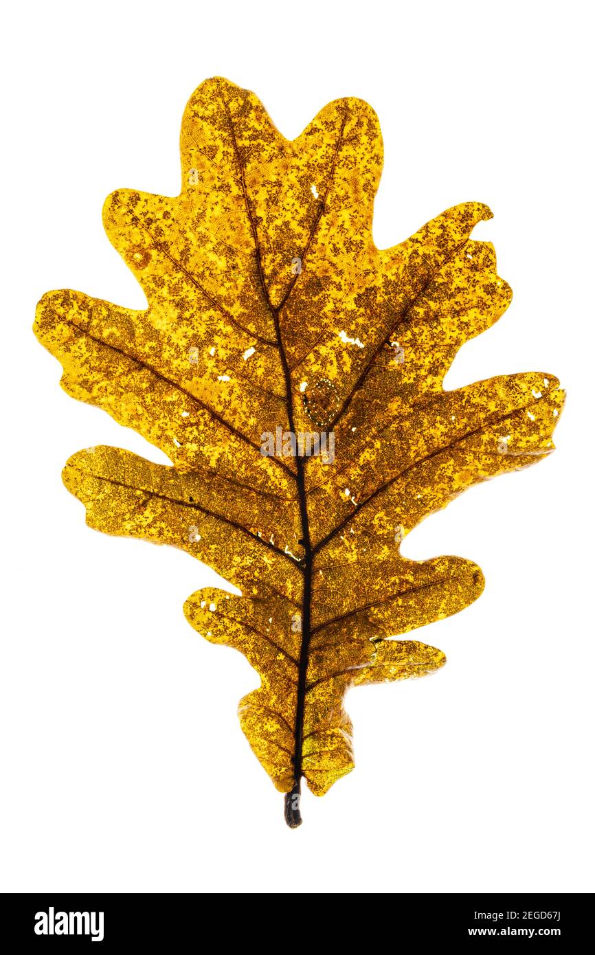Fallen oak leaf beginning to decay on white background Stock Photo - Alamy