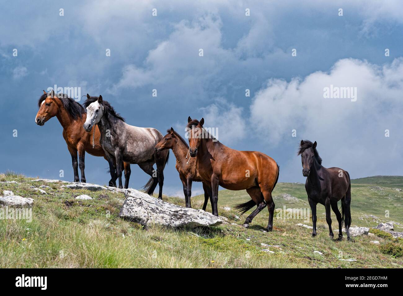 Voras kajmakcalan hi-res stock photography and images - Alamy