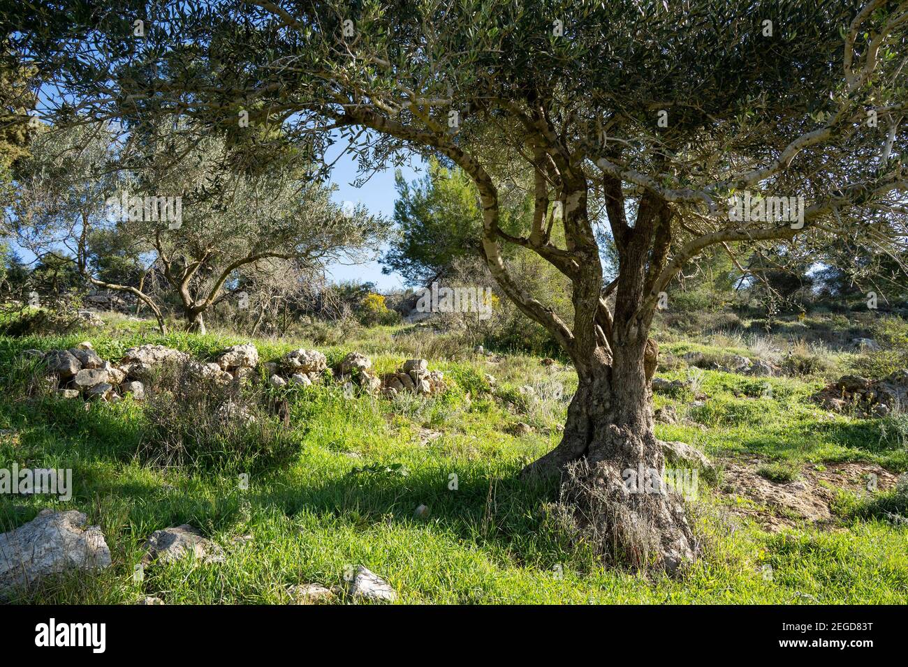 Terraces olive trees hi-res stock photography and images - Alamy