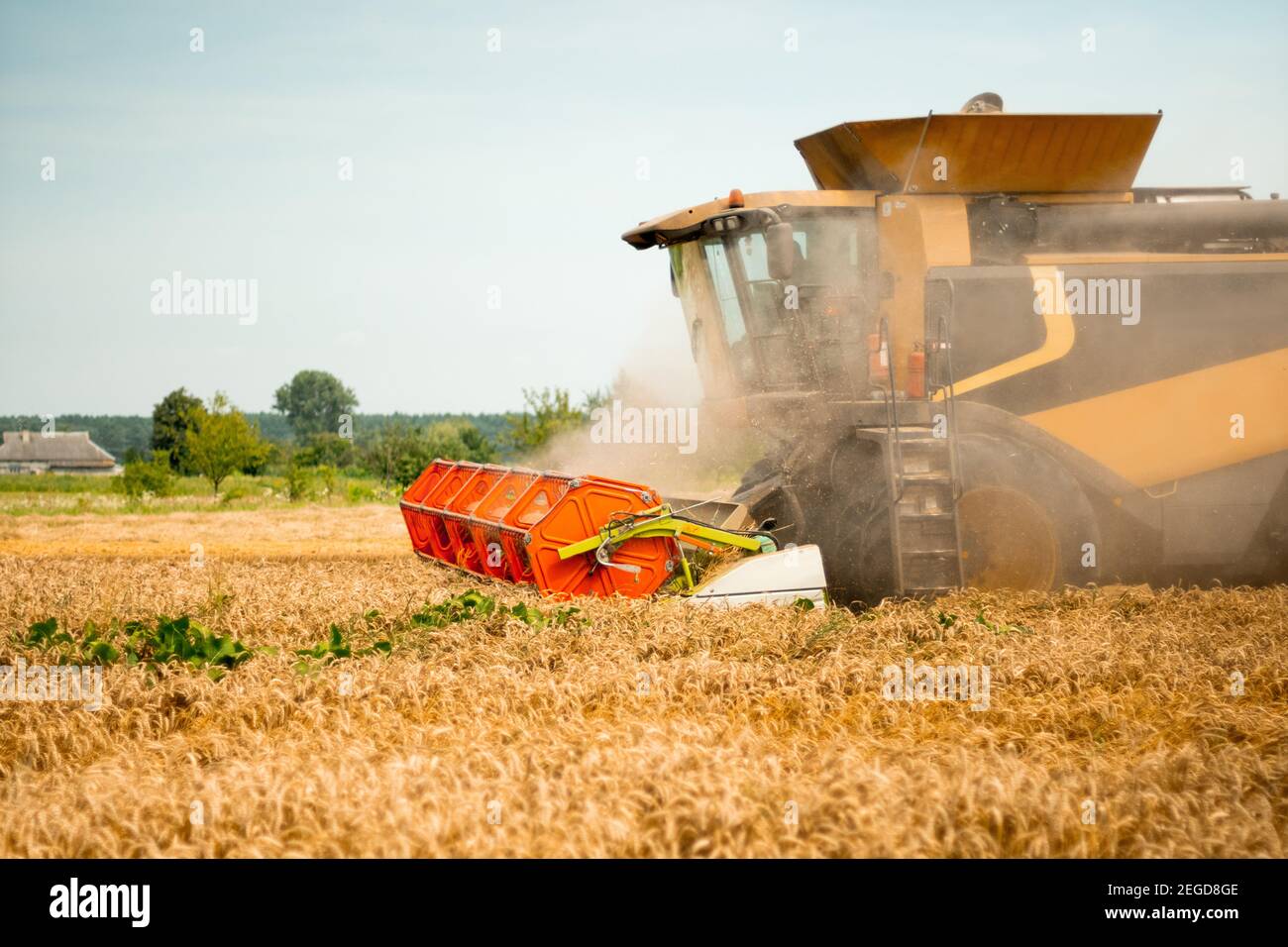 Rotary straw walker cut and threshes ripe wheat grain. Combine ...