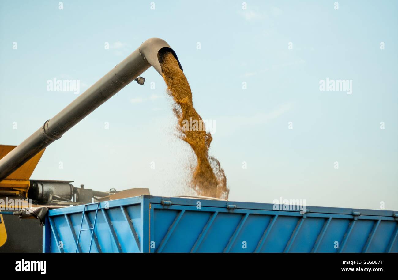 Truck unloading wheat grain in hi-res stock photography and images - Alamy
