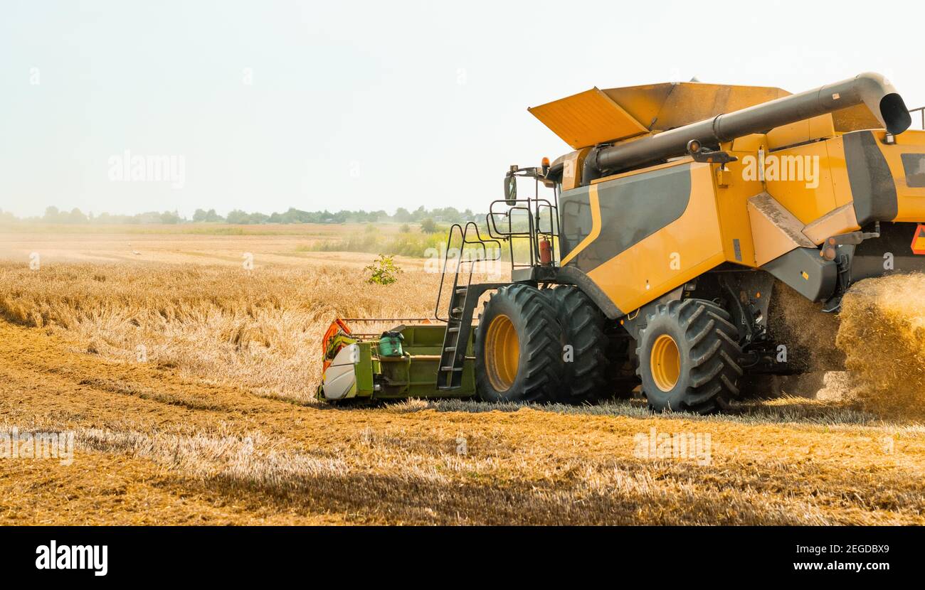 Rotary straw walker cut and threshes ripe wheat grain. Combine ...