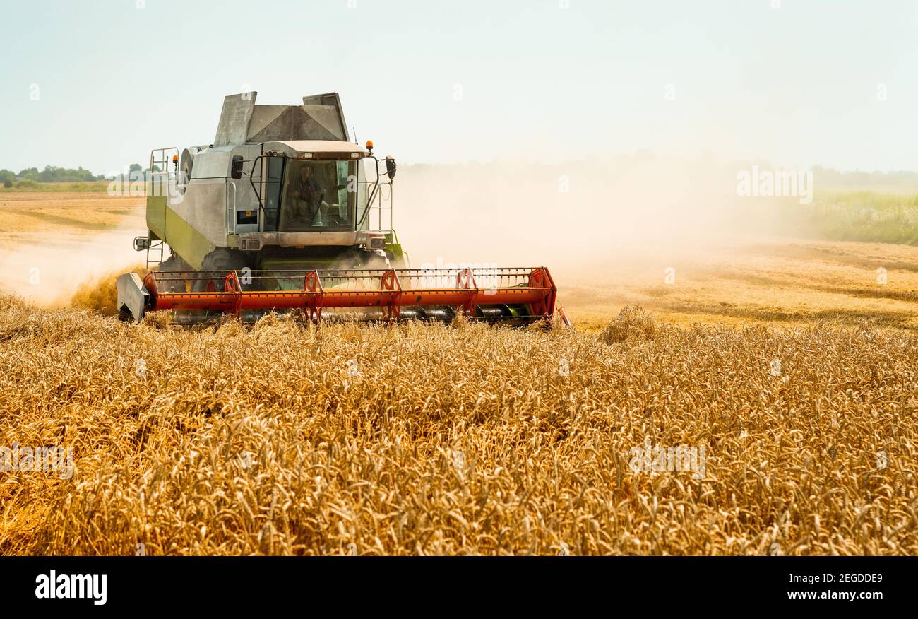 Rotary straw walker cut and threshes ripe wheat grain. Combine ...