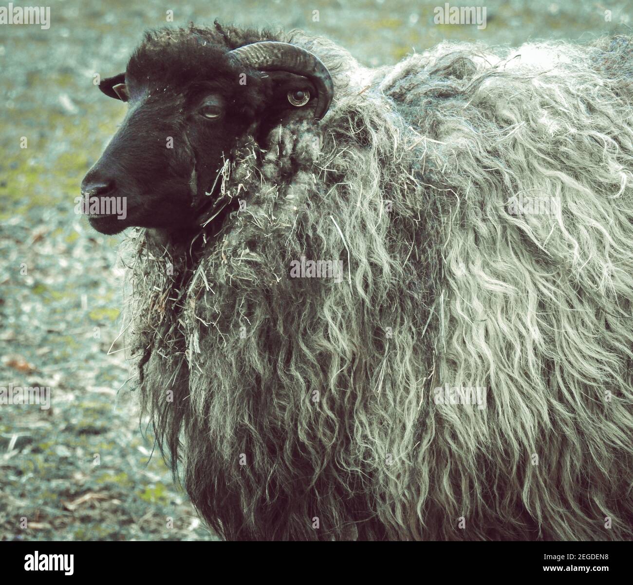 Romanov sheep hi-res stock photography and images - Alamy