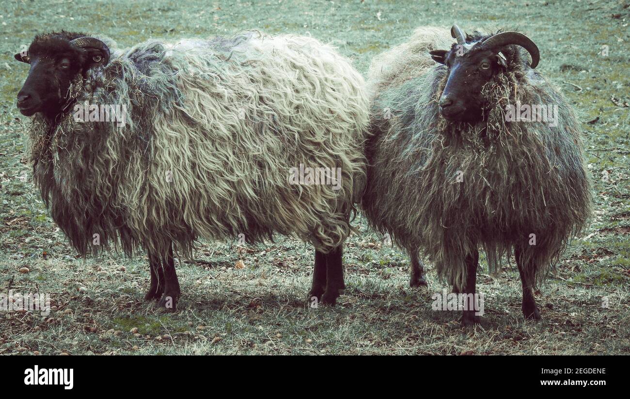 Romanov Sheep