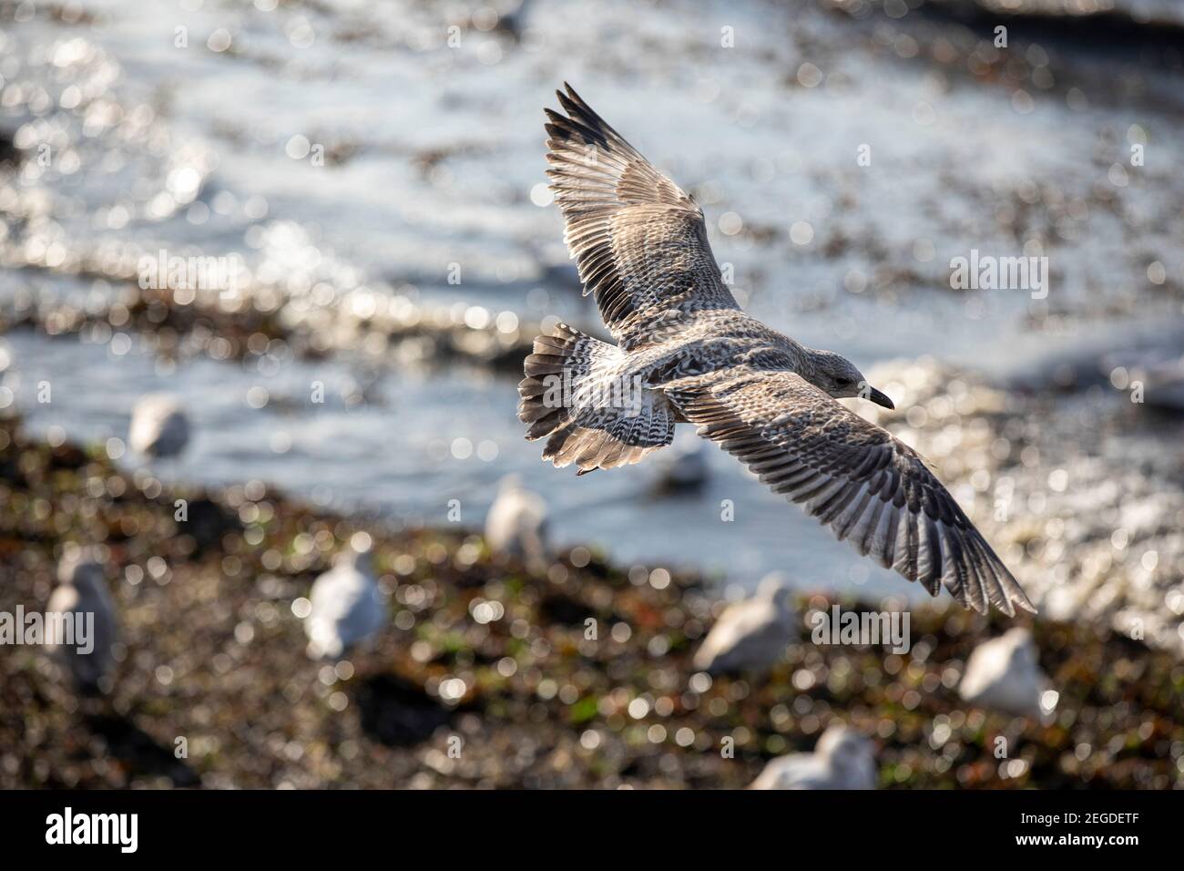 Seagull population of Margate in Kent England UK Stock Photo - Alamy