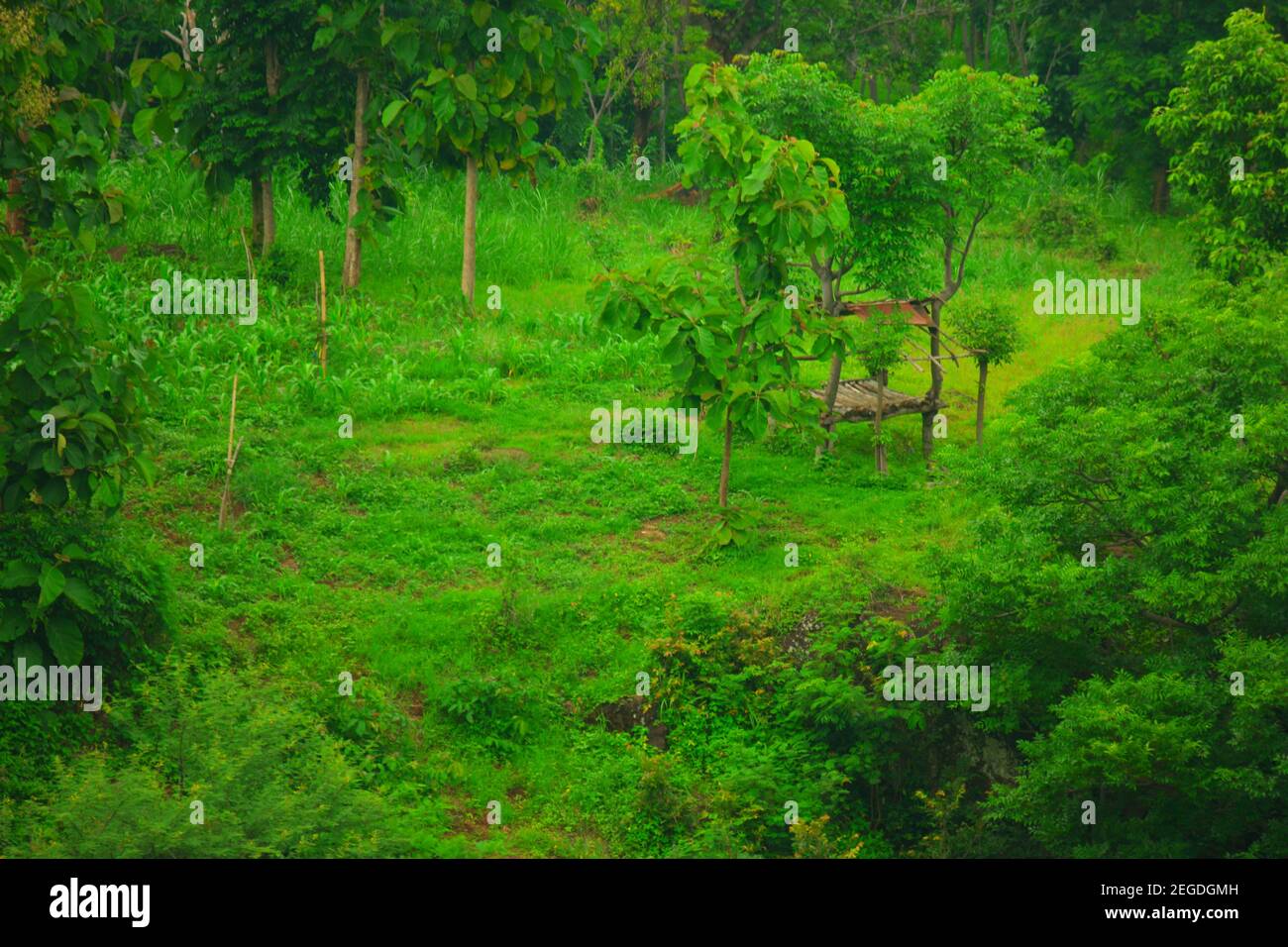 Beautiful country landscape with lush green vegetation Stock Photo - Alamy
