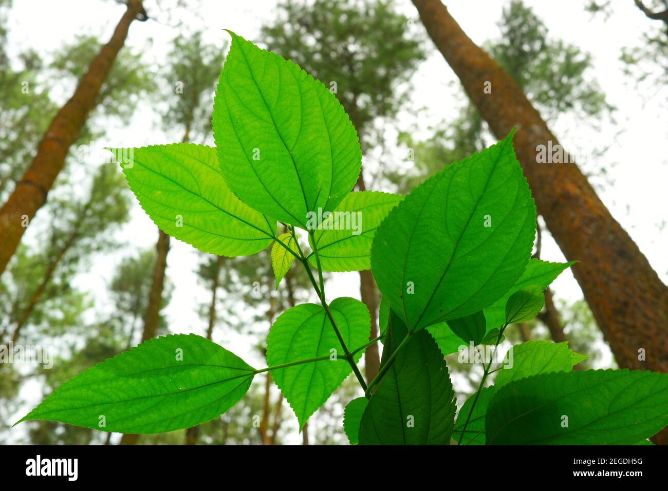 Low angle shot of green leaves with trees in the background Stock Photo ...